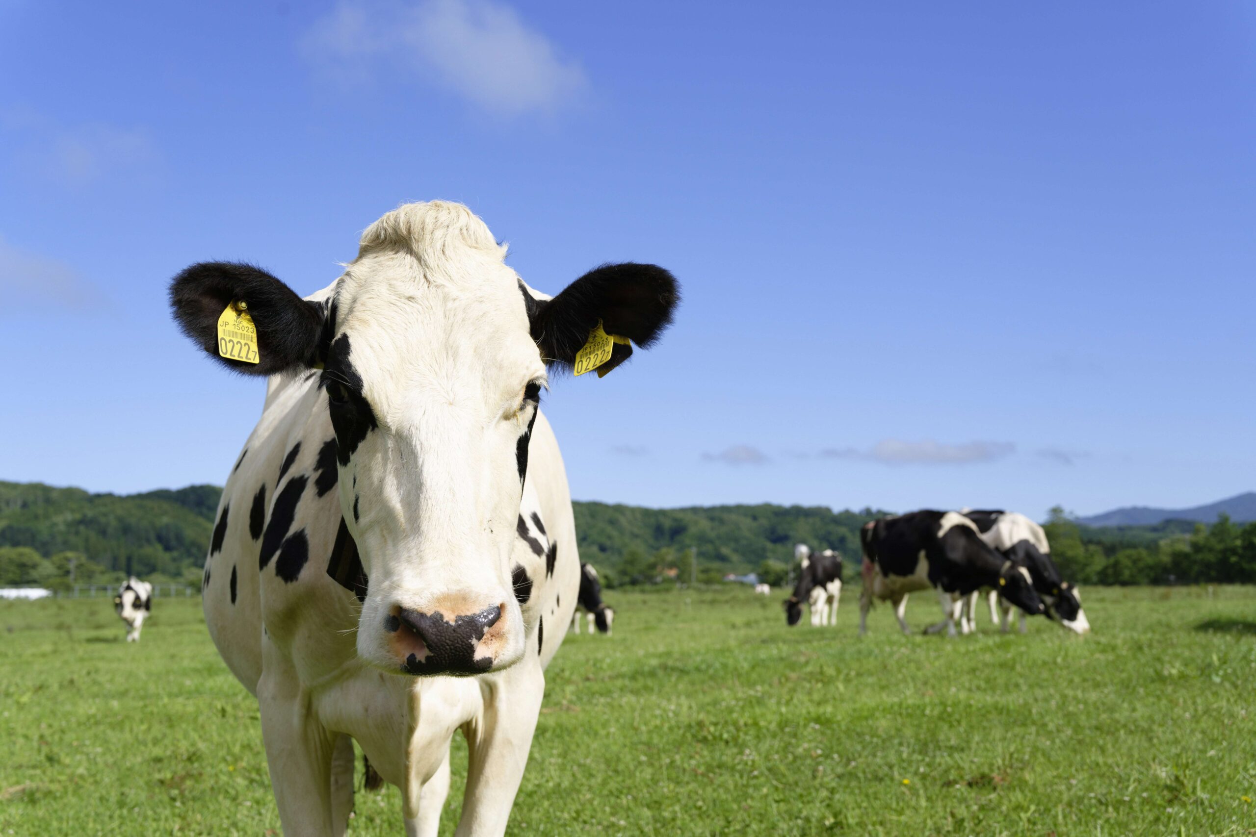 せたな町｜ほっかいどう地域おこし協力隊【北海道】